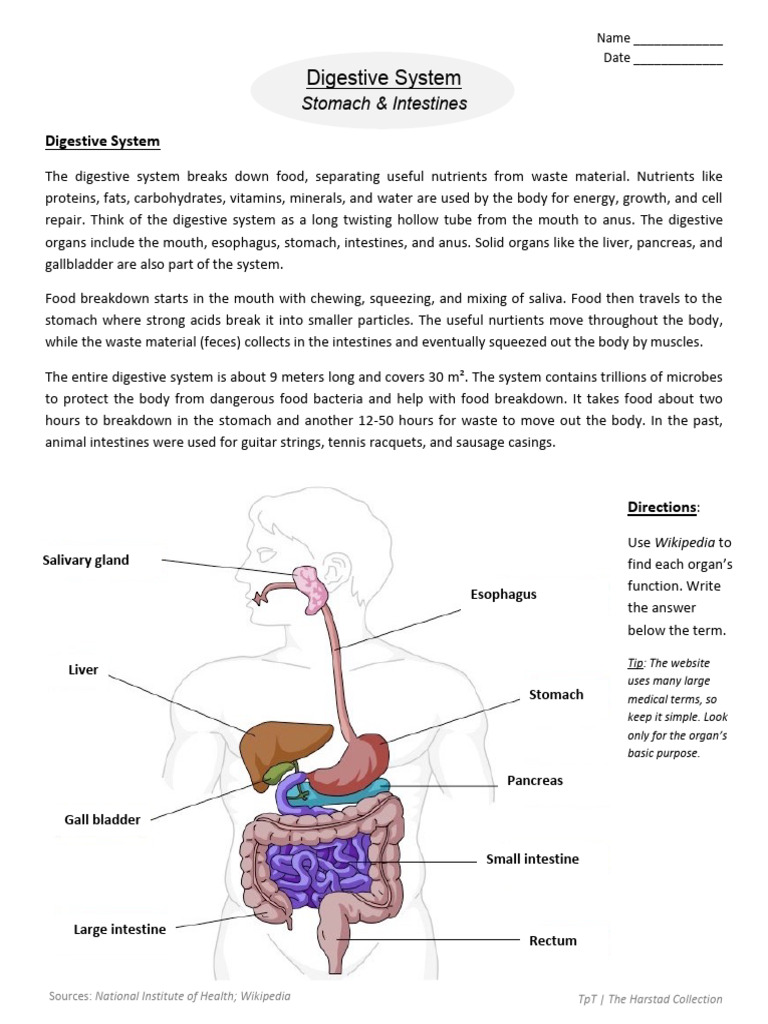 Digestive System: Stomach & Intestines | PDF | Human Digestive System ...