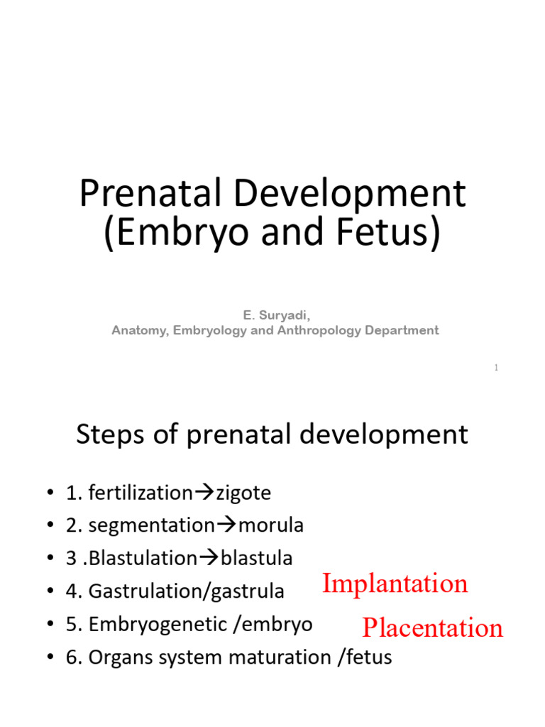 Embriogenesis Lengkap Pada Bayi | PDF | Embryo | Morphology (Biology)