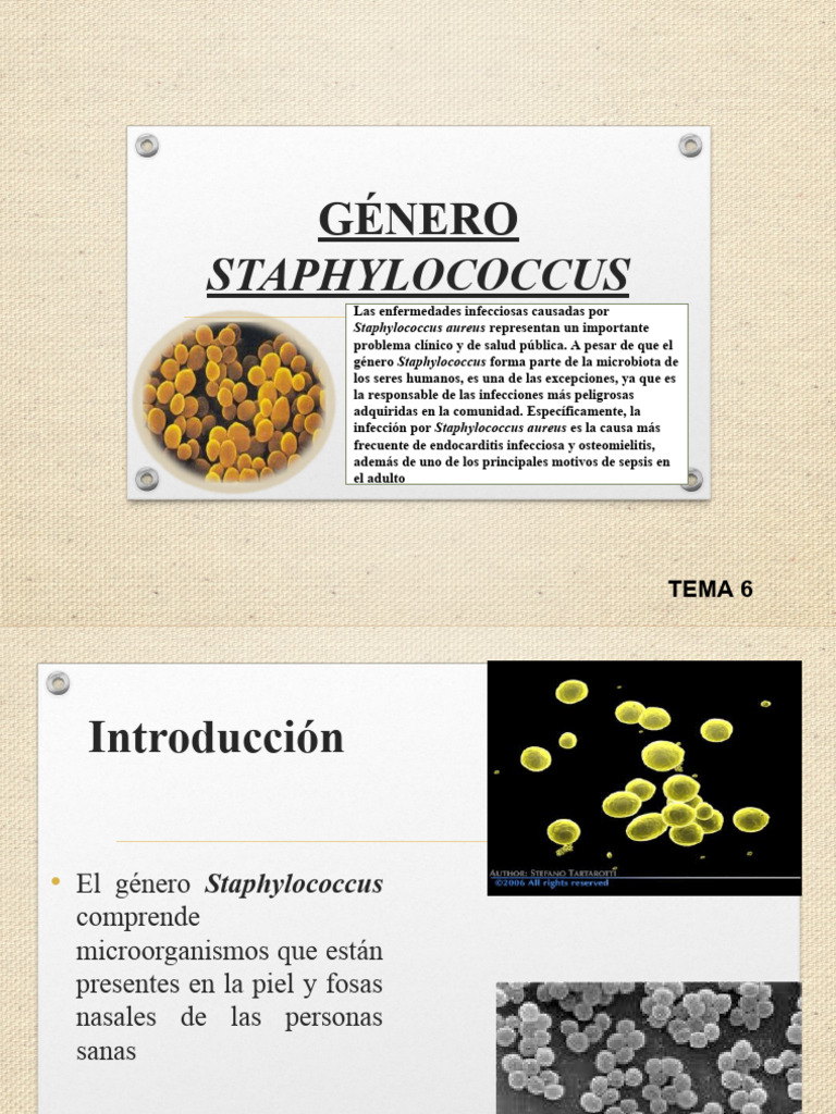 Tema 6 .Staphylococcus | PDF | Staphylococcus Aureus | Estafilococo