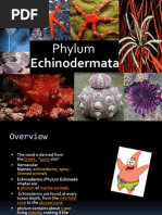 Echinoderms 3 | PDF