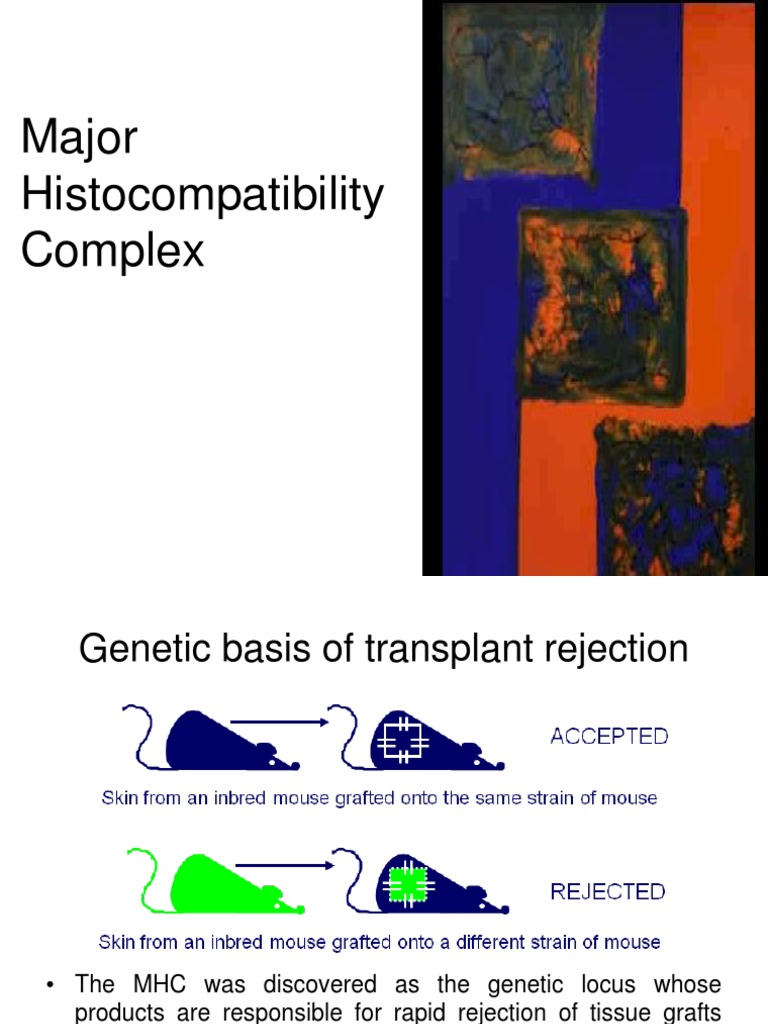 Major Histocompatibility Complex | PDF | Major Histocompatibility ...