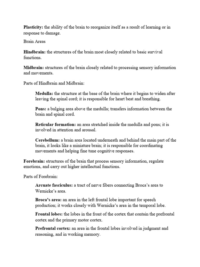 Brain Areas | PDF