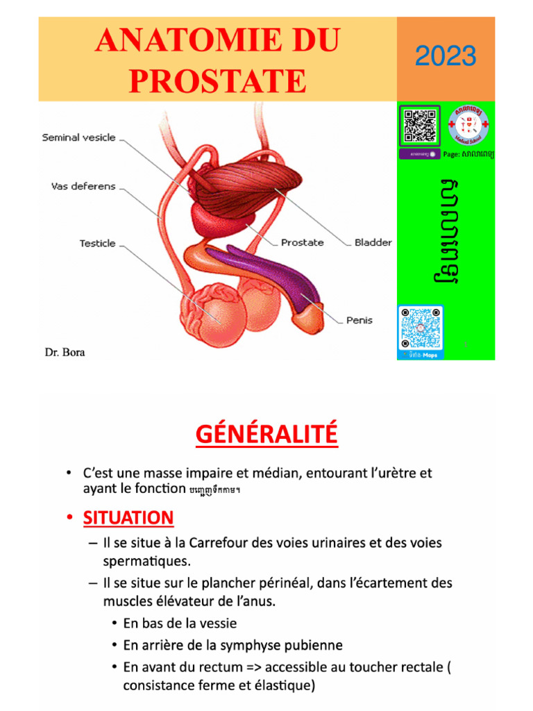 7 Prostate | PDF