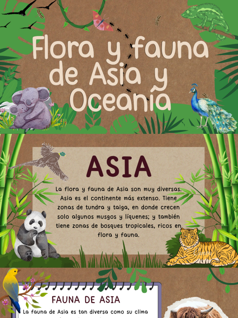 Flora y fauna de Asia y Oceanía | PDF | Australia | Coala