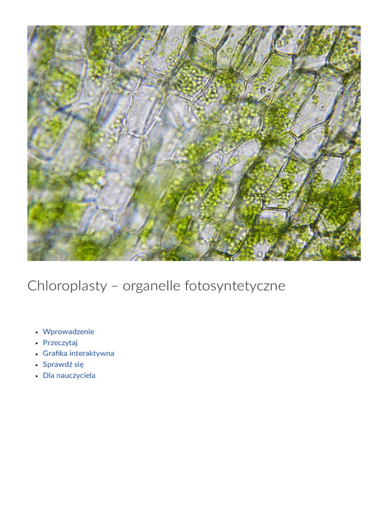 Chloroplasty - Organelle Fotosyntetyczne | PDF