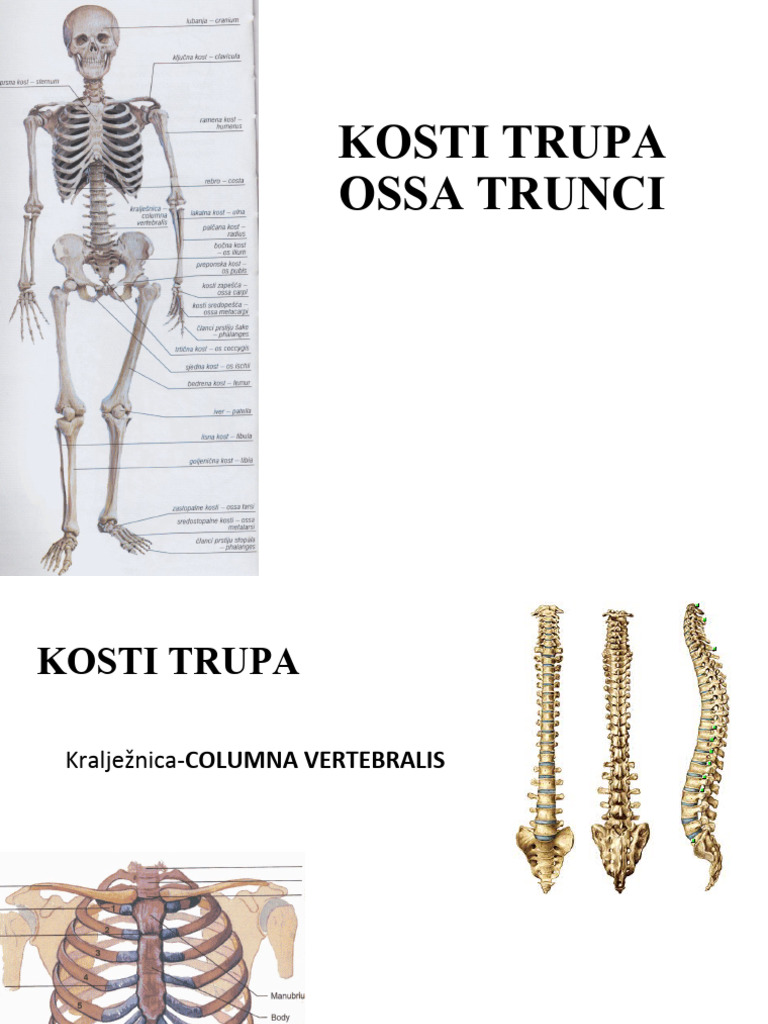 Kosti Trupa 4 | PDF