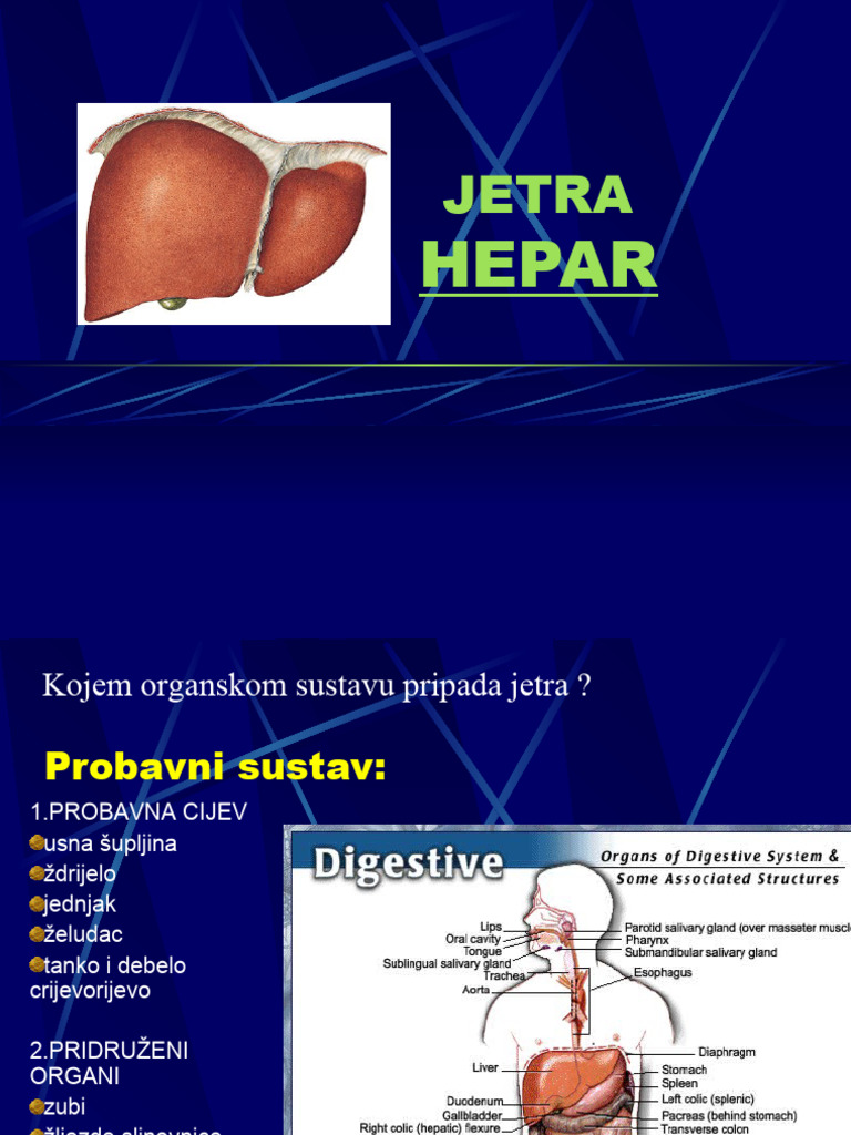 Jetra, Gušterača 2 | PDF