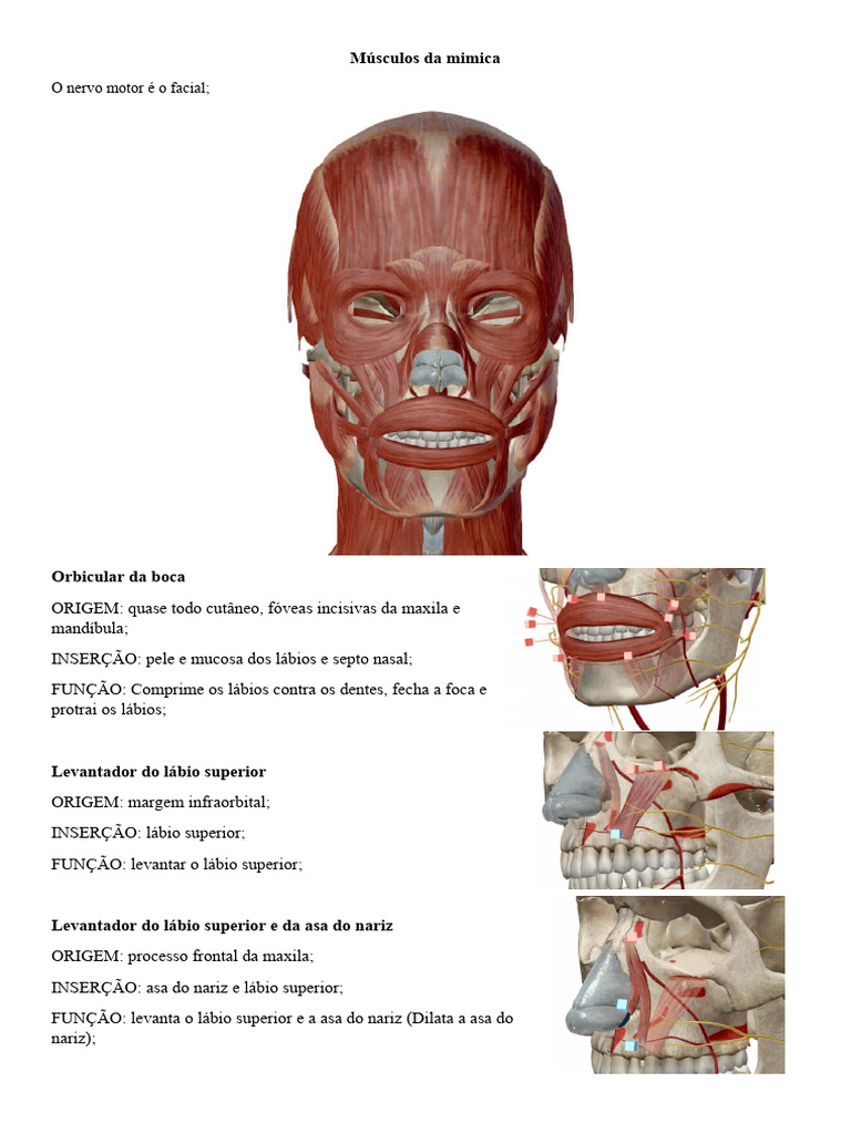 Músculos Da Mimica | Download grátis PDF | Boca | Sistema Locomotor