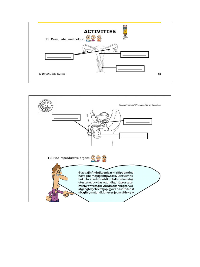 Reproductive System | PDF