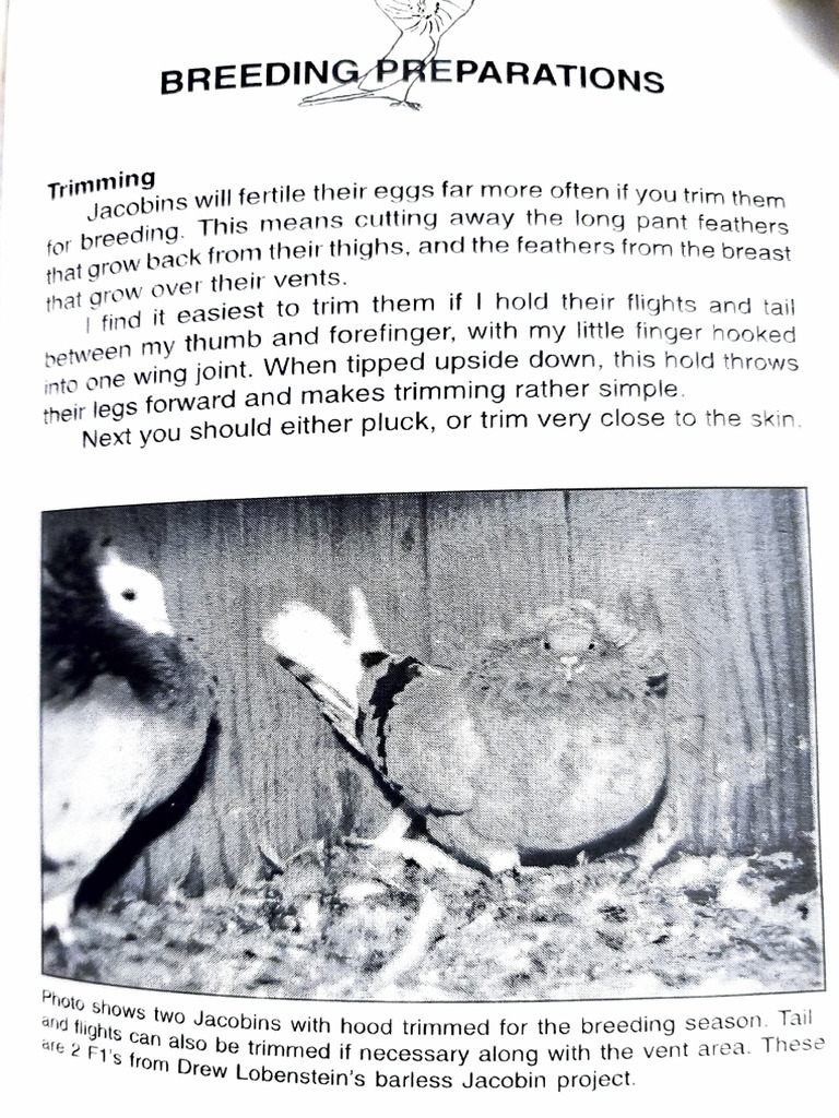 Breeding Prepartion of Jacobin by Harry W. Alexander. 25, 2020 | PDF ...