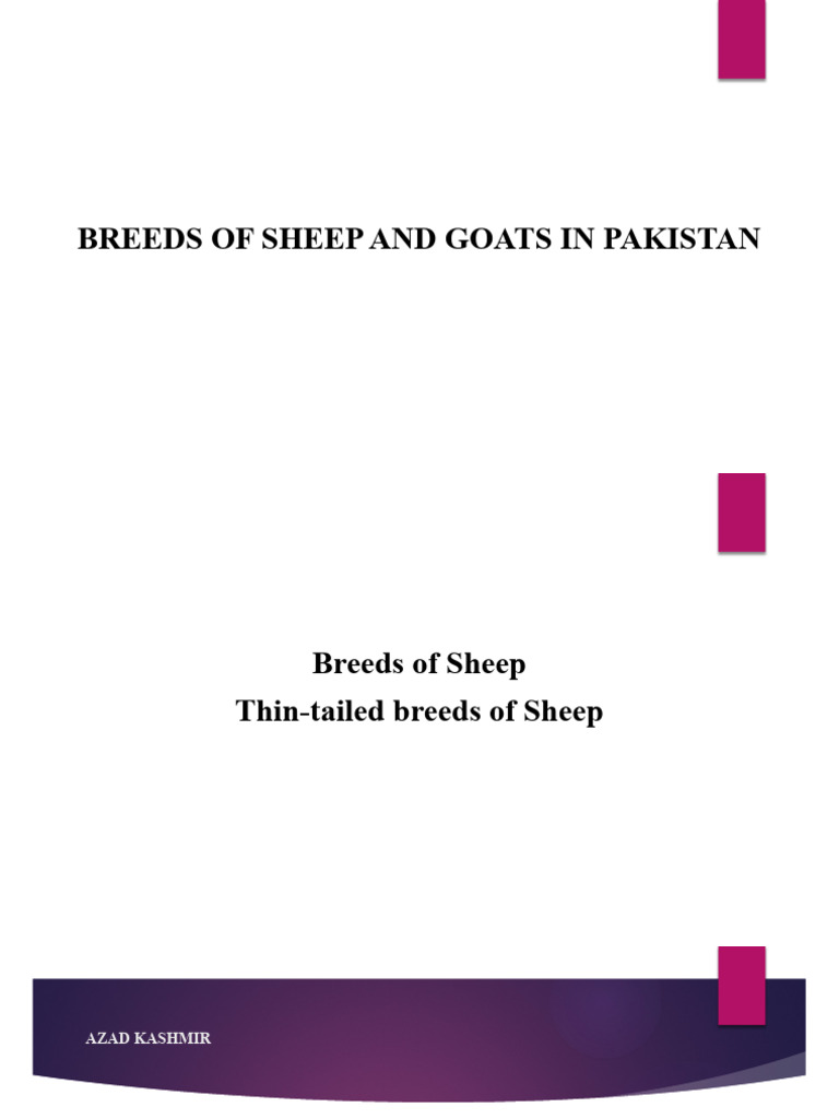 Small Ruminants Breeds In Pakistan Pdf Sheep Goat