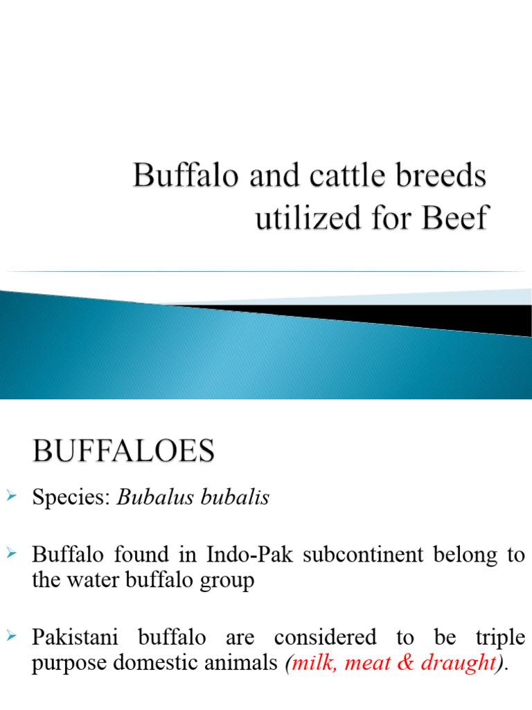 Large Ruminants Breeds In Pakistan Download Free Pdf Domesticated