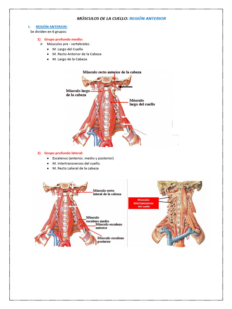 Músculos del Cuello: Regiones Anterior y Posterior | PDF | Cabeza y ...