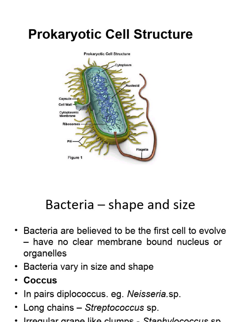 1.2 Prokaryotes Structure and Function of Prokaryotic Cell | PDF ...