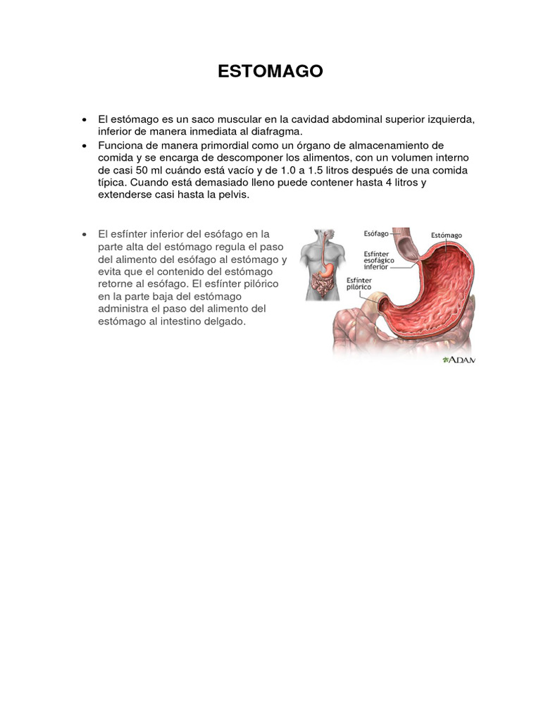 Esofago y Estomago | PDF | Estómago | Esófago