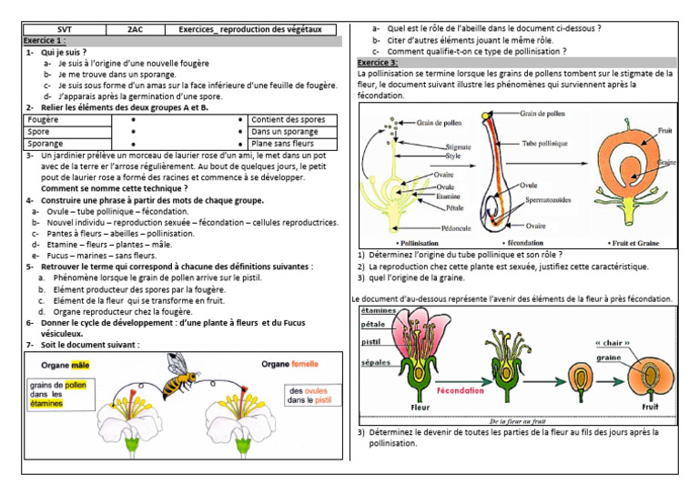 Exercices sur la reproduction des plantes | PDF | Fleurs | Pollinisation