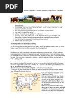 Cow Anatomy | PDF