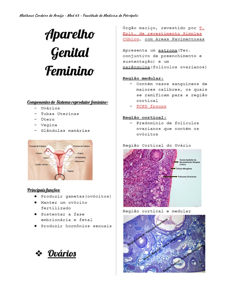 Aparelho Genital Feminino - Histo-3 | PDF | Ovário | Sistema reprodutivo de fêmeas mamíferas
