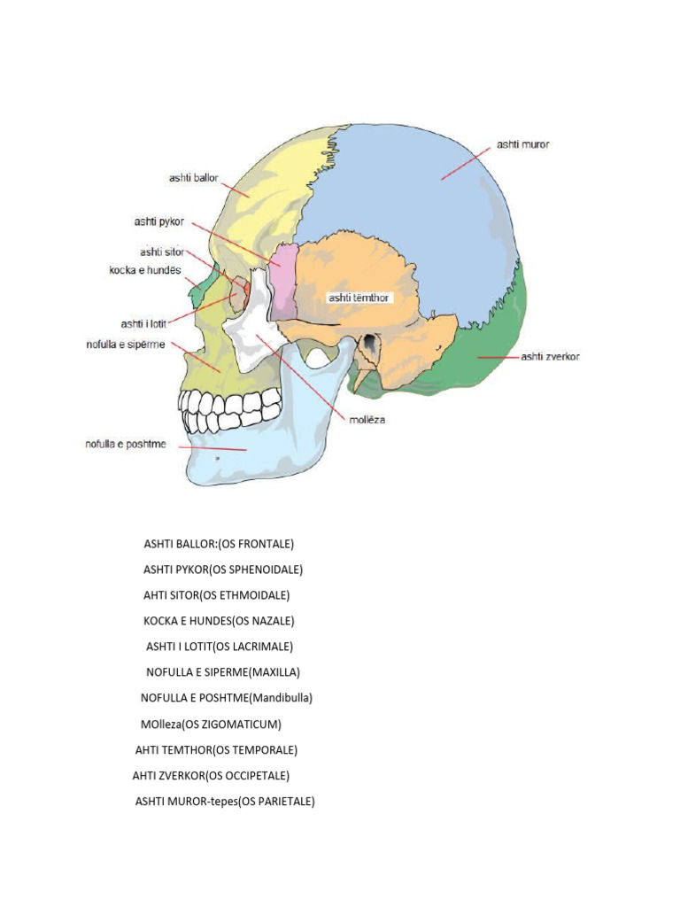 Skeleti I Kokes | PDF