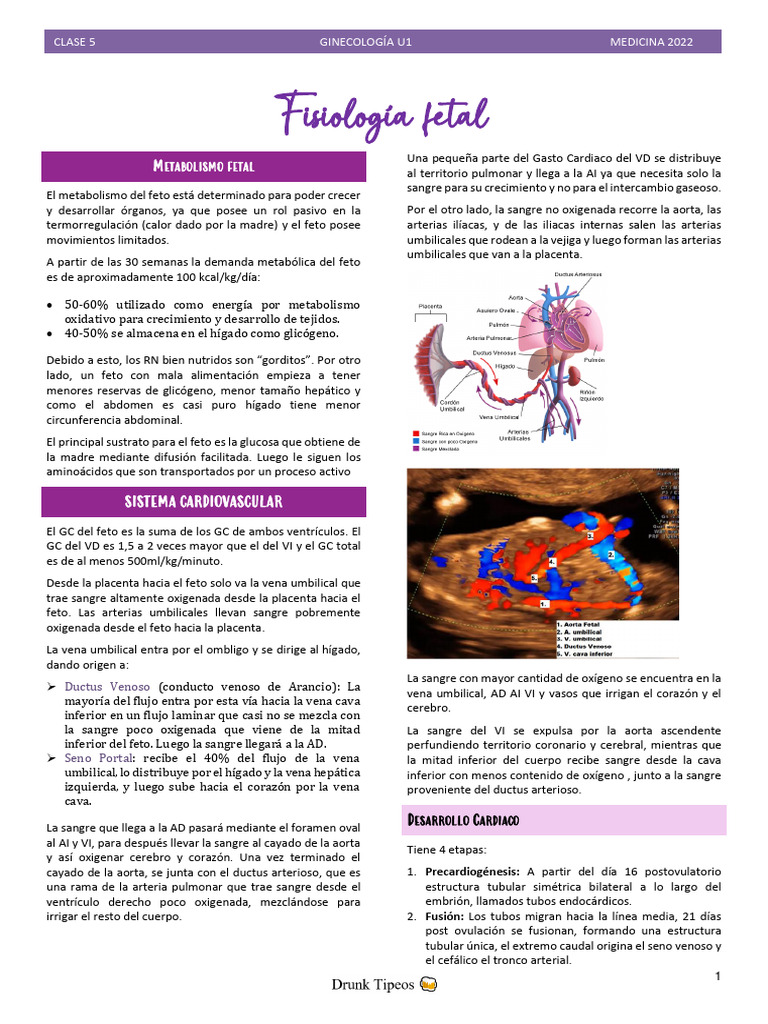 Fisiología Fetal | PDF | Feto | Vena