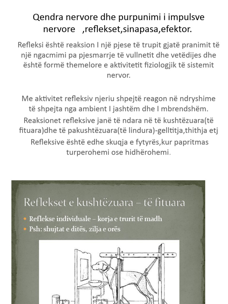 Reflekset | PDF