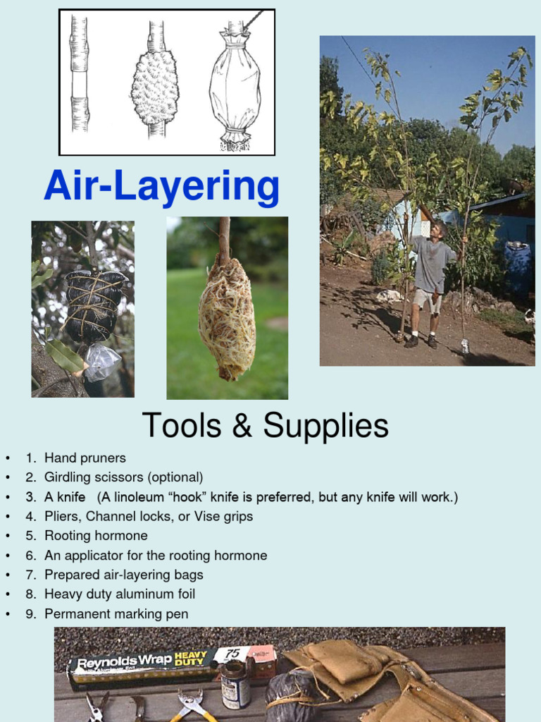 Air Layering Presentation | PDF | Root | Tissue (Biology)