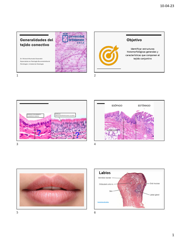 Generalidades del Tejido Conectivo | PDF | Tejido conectivo | Anatomía