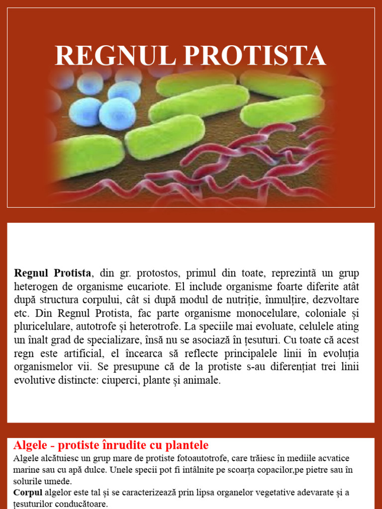 Regnul Protista | PDF