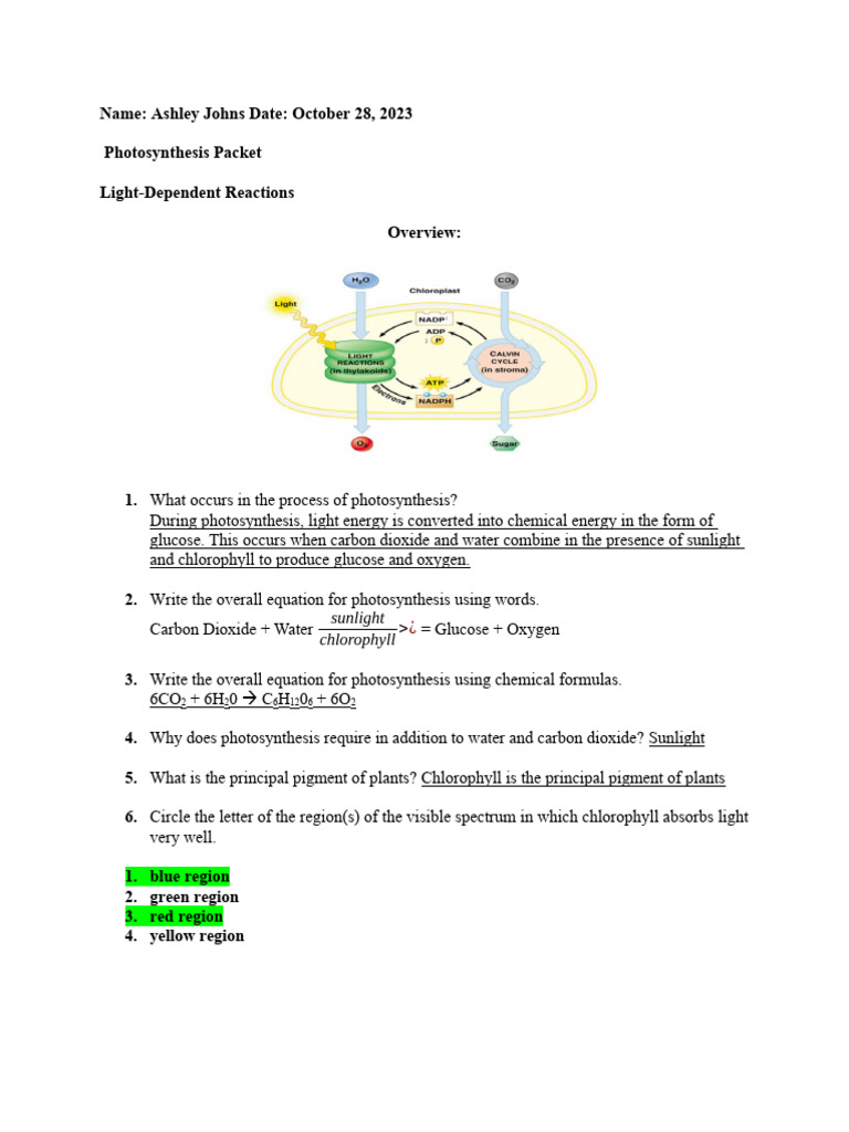 Photosynthesis Worksheet | PDF | Photosynthesis | Chloroplast