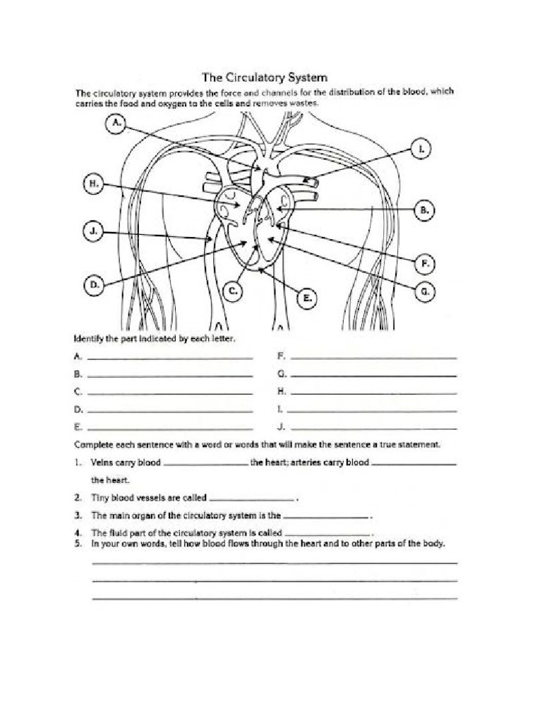 Circulatory System Worksheet | PDF