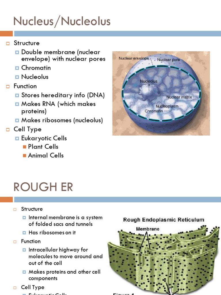Nucleus PPT 1011 | PDF | Cell (Biology) | Endoplasmic Reticulum