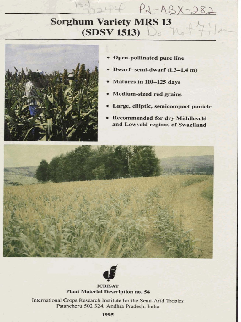 Sorgum Variety | PDF | Plant Breeding | Cultivar
