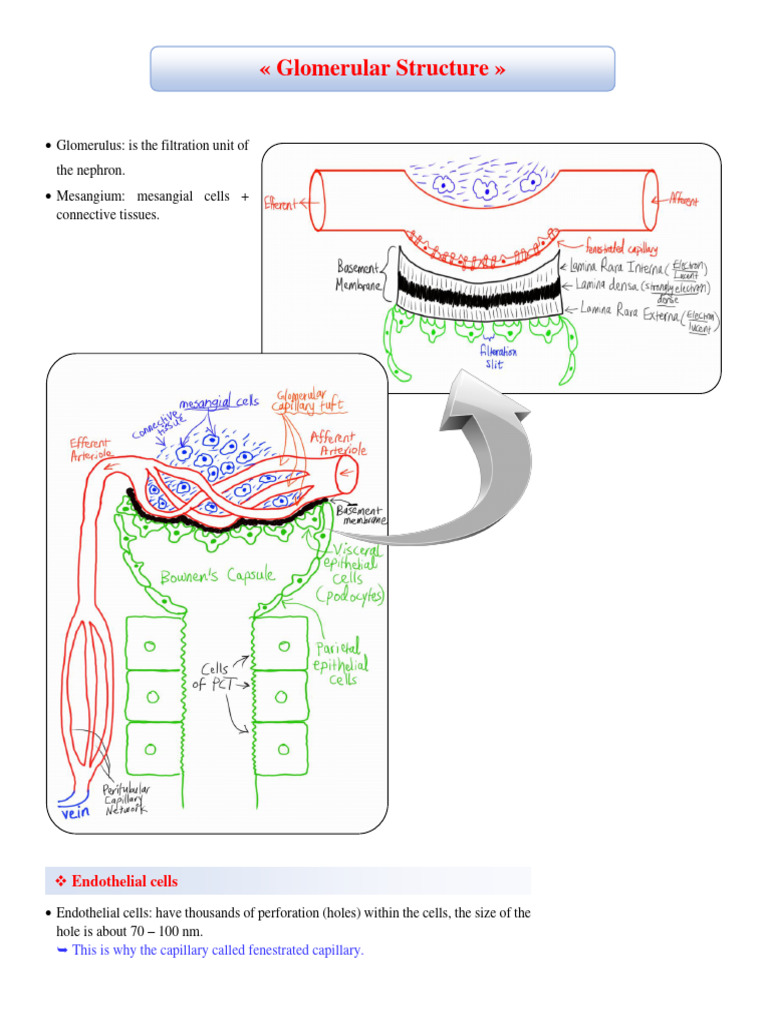 Dr Najeeb Nephrology Pdf Kidney Organ Anatomy