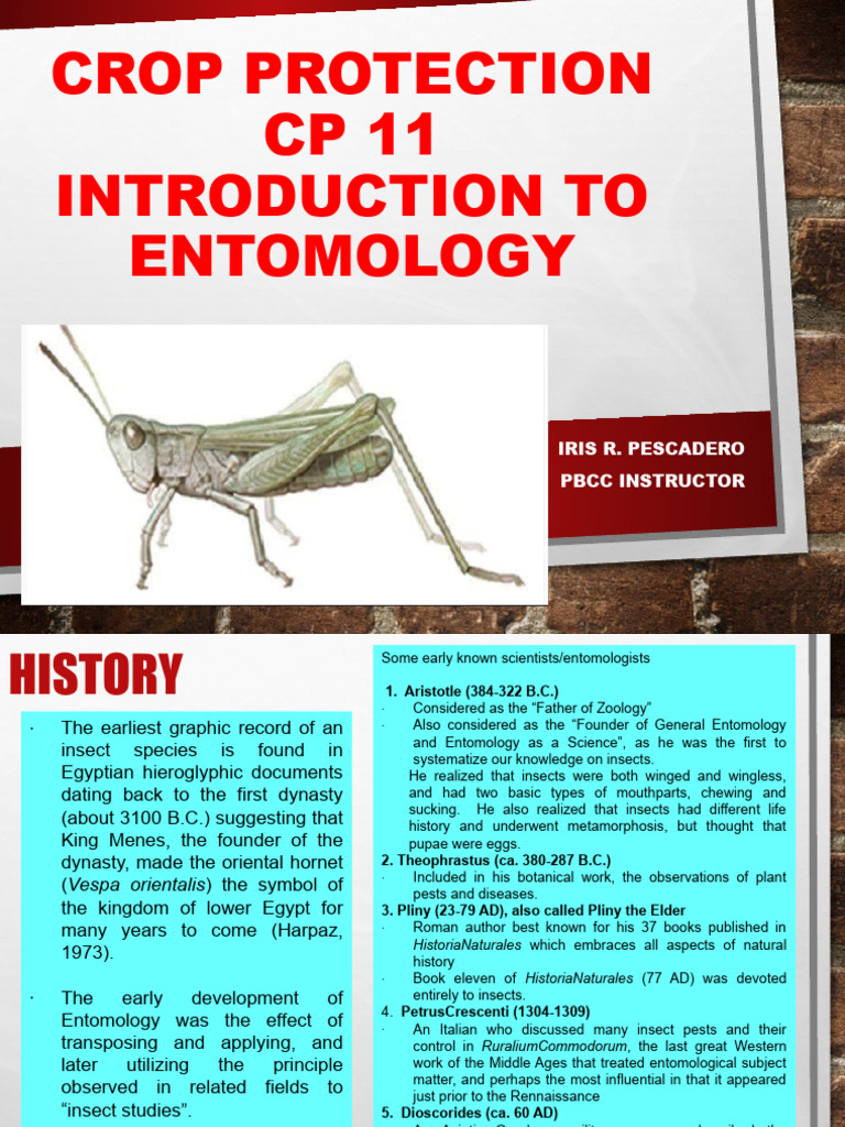 CP 11 - Entomology and Ipm - 3RD Handouts | PDF | Insects | Arthropods