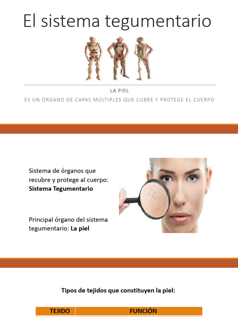 Sistema Tegumentario | PDF | Piel | Sistema tegumentario
