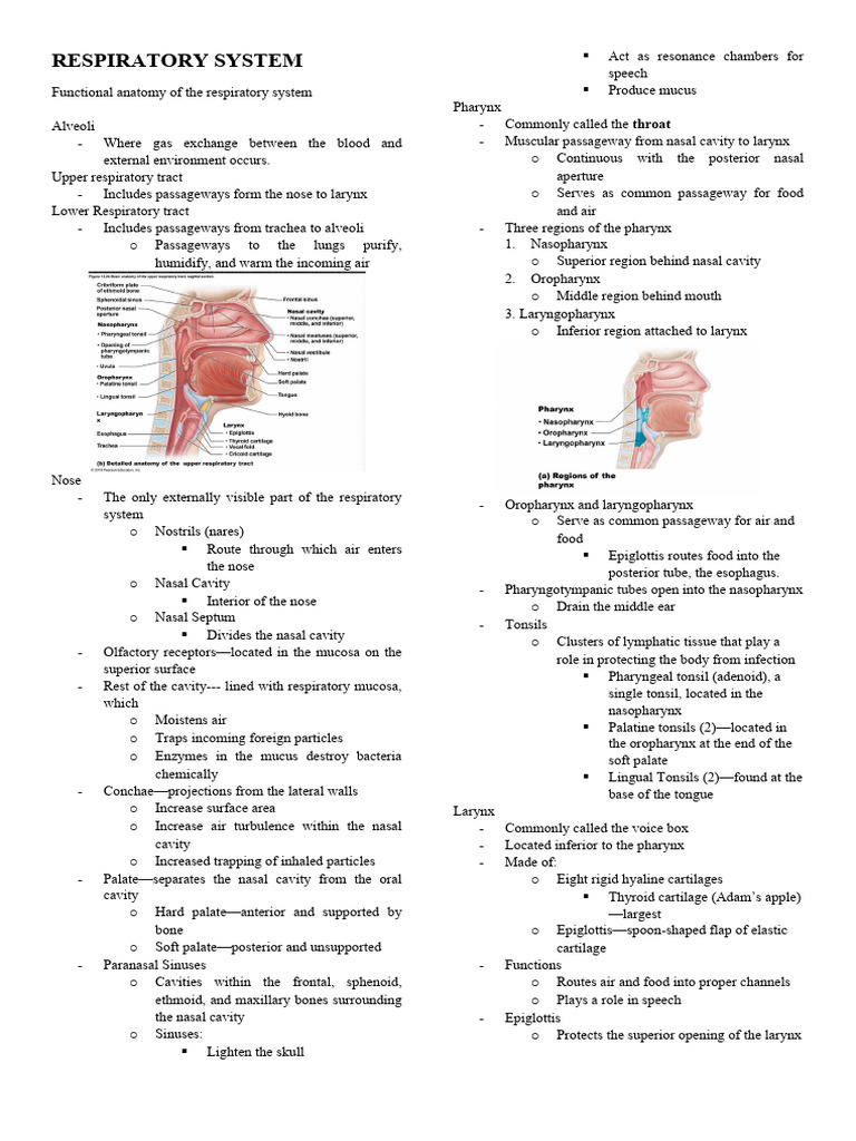 Respiratory System Download Free Pdf Lung Respiratory Tract