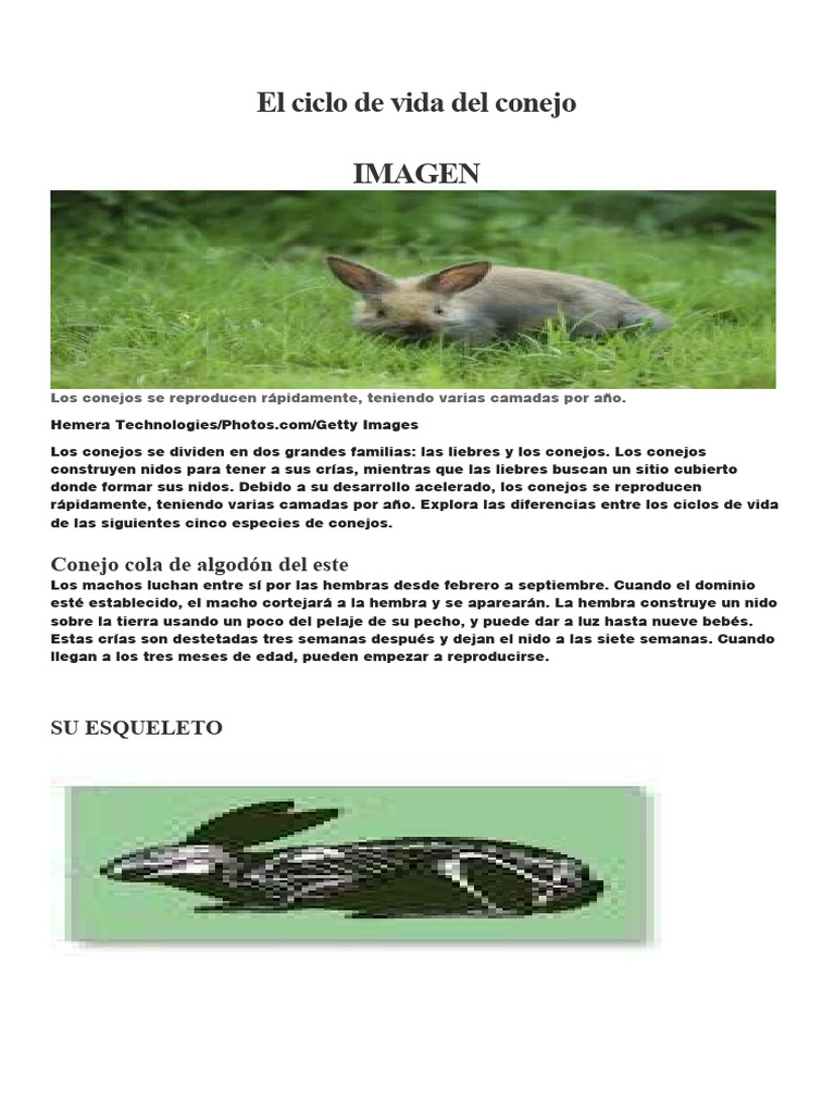 Ciclo de Vida del Conejo para Niños | PDF