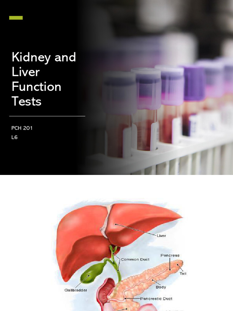 Liver and Kidney Function Tests | PDF | Creatinine | Liver