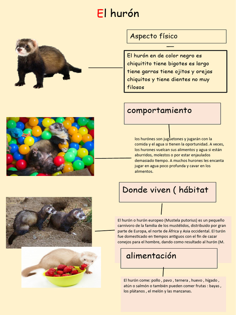 Descricion de Animal El Huron | PDF