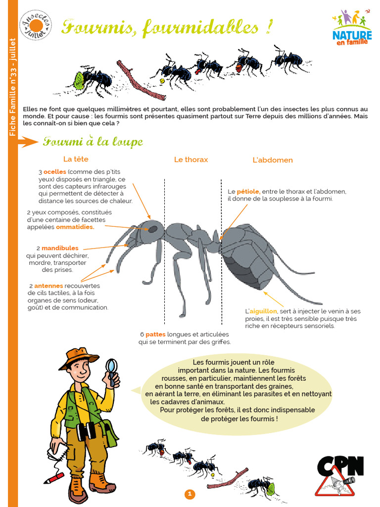Anatomie et Vie des Fourmis | PDF | Fourmi | Hexapodes