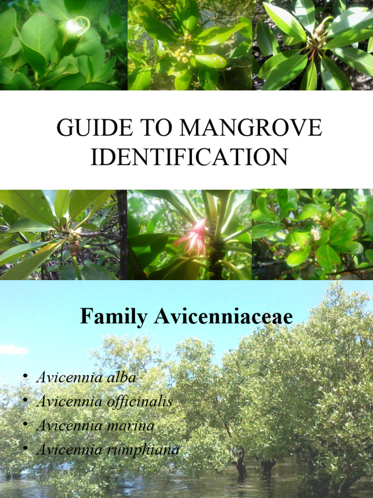 Guide To Mangroves Identification | Download Free PDF | Leaf | Flowers