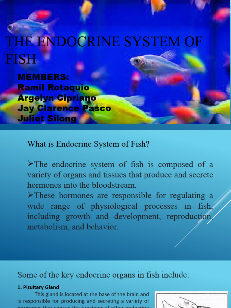 Endocrine System of Fish | PDF | Luteinizing Hormone | Endocrine System