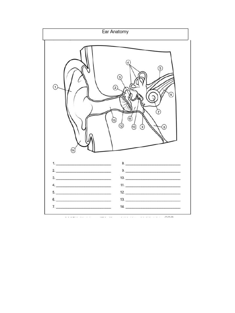 Ear Anatomy Worksheet | PDF