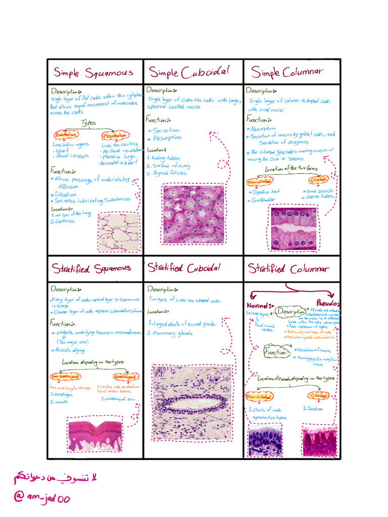 Classification of Epithilia 5BP | PDF