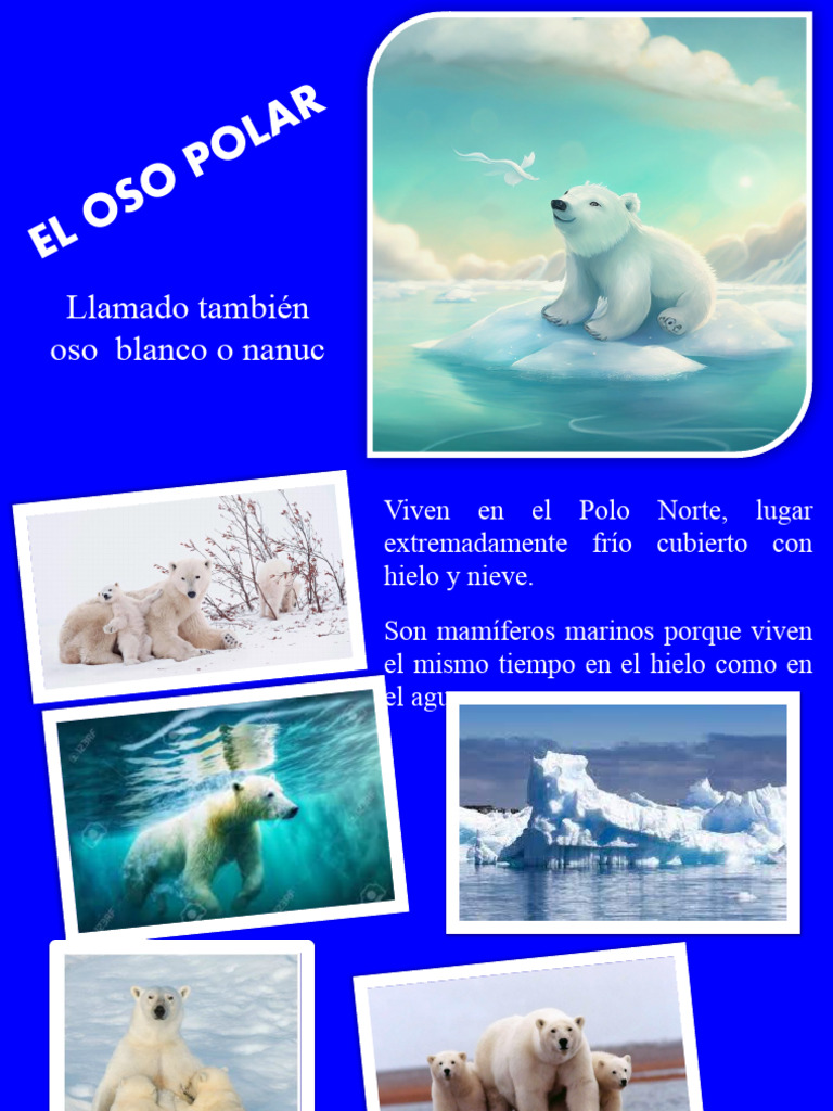 Oso Polar | PDF | Ciencias sociales | Hogar y jardín