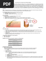 Hair Scale Patterns Lab Guide | PDF | Home & Garden