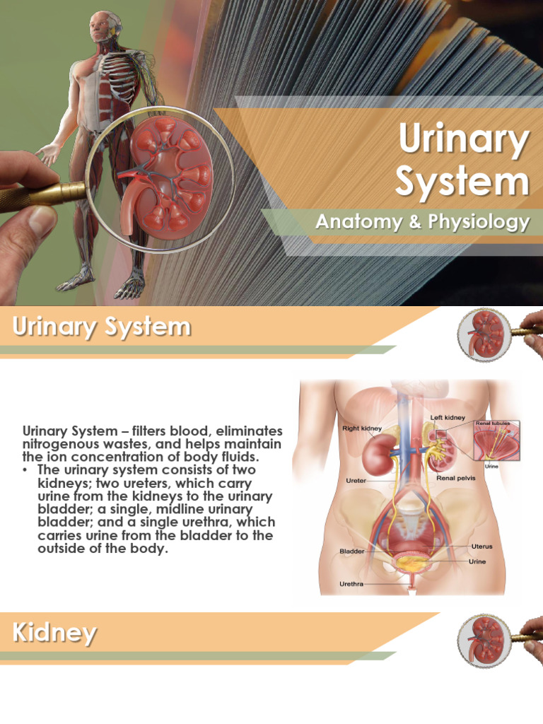 L13 Urinary System | PDF | Angiotensin | Kidney