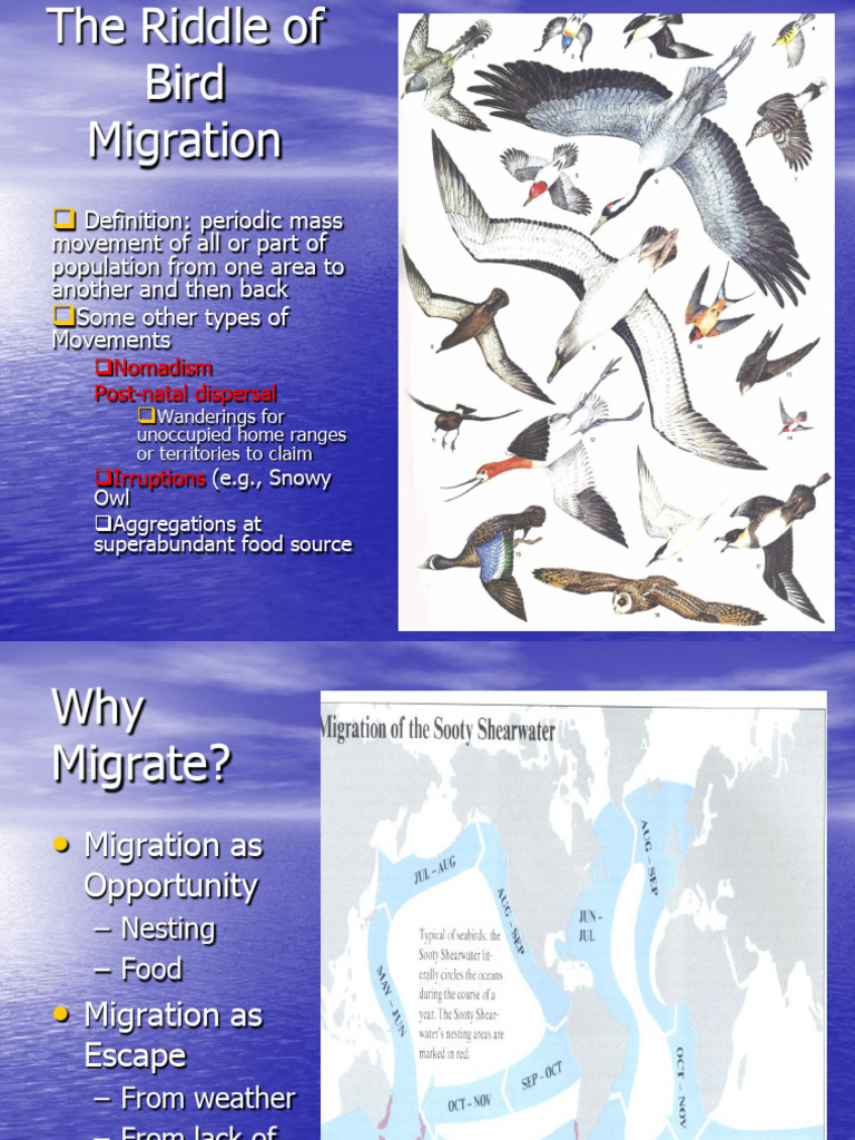 Eight Bird Migration | PDF | Bird Migration | Birds
