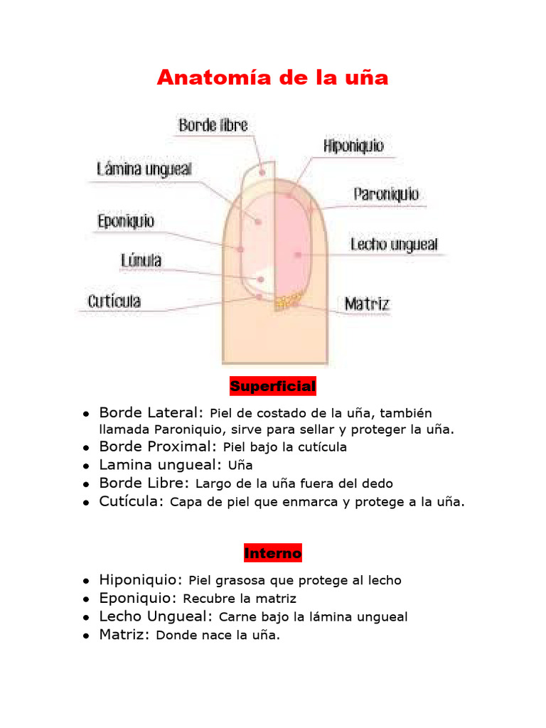Anatomía Detallada de la Uña | PDF