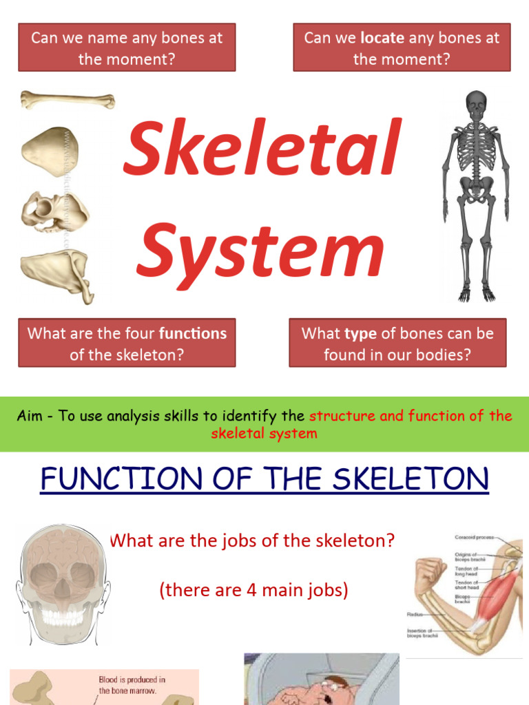 Skeletal System Structure & Function | PDF | Skeleton | Bone